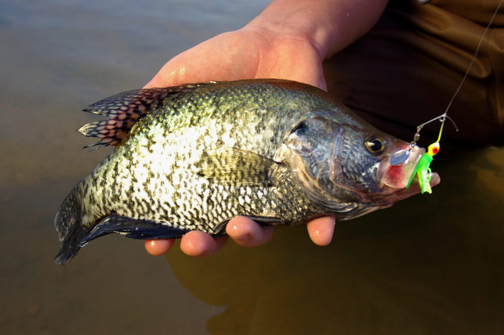 How to Catch More Crappie in Muddy Water - Crappie Now