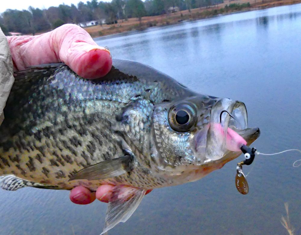 Don't Forget the Beetlespin: Spinnerbaits for Crappie