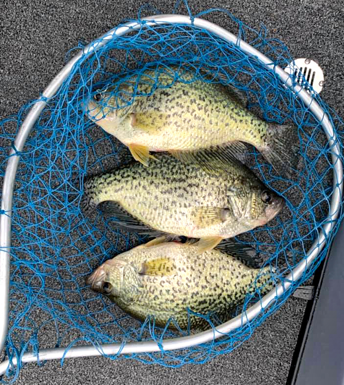Dock Shooting Crappie Tips from Lake of the Ozarks Expert