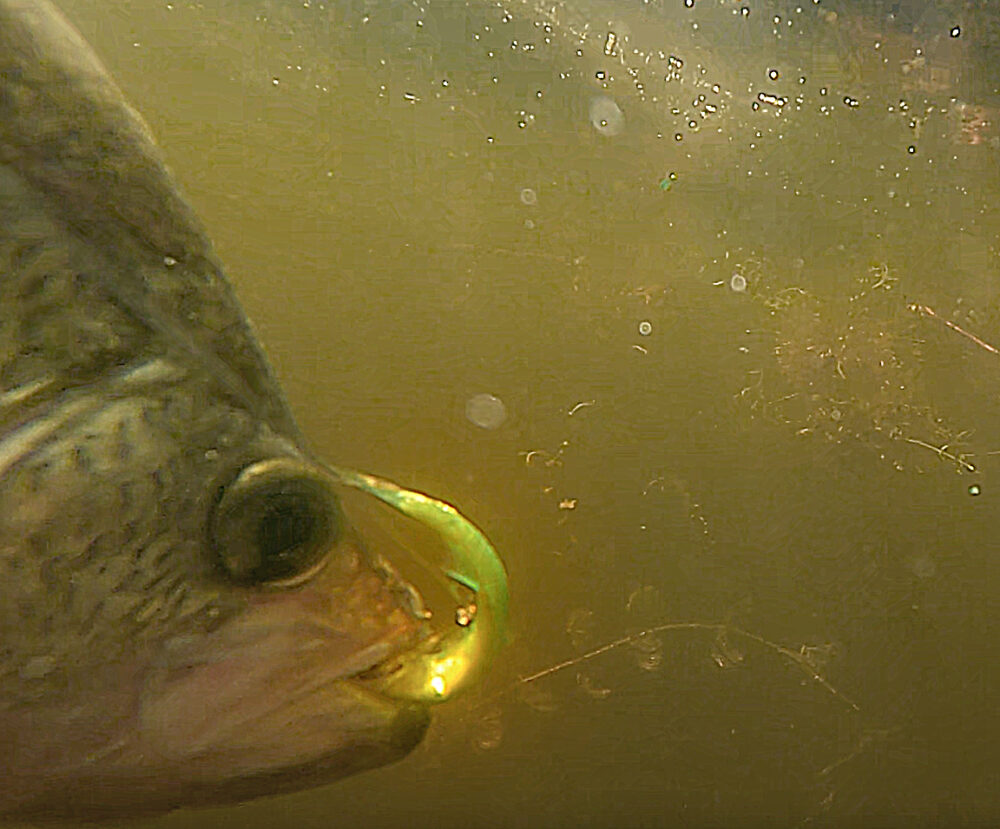 How to Make Green Shiners for Crappie | CrappieNOW