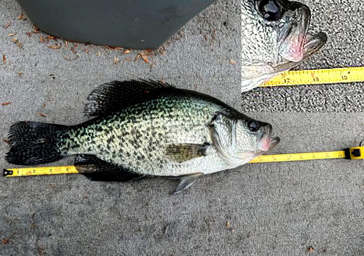 Virginia Angler Misses IGFA Record Crappie Due to Technicality, by Bob ...