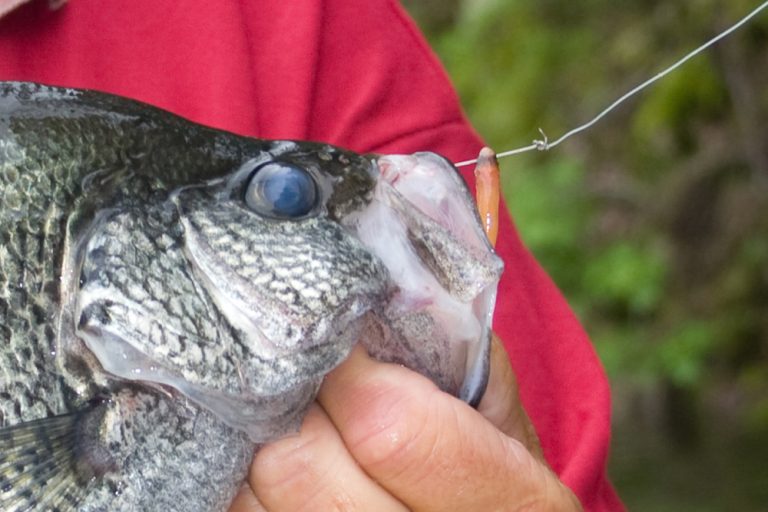 Top 12 Crappie Baits of All Time | CrappieNOW