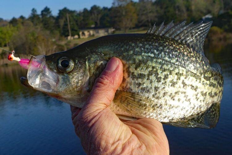 Weiss Lake: A Deep South, Year-Round Crappie Paradise